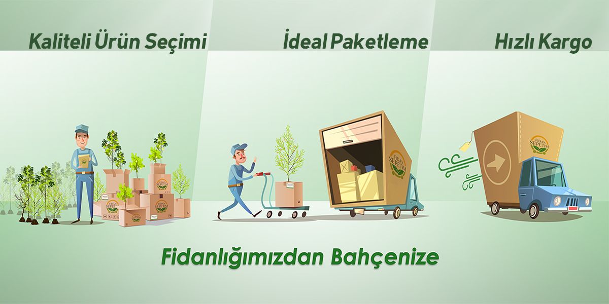 Fidan Sepetim Aşılı Fernette Ceviz Fidanı -Açık Kök- Fiyatı